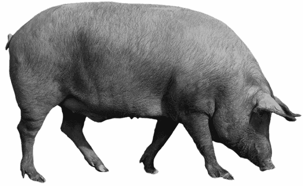 Iberico Pork | FISAN