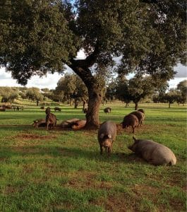 Iberico Pork | FISAN