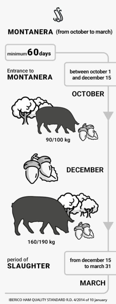 The Montanera | FISAN